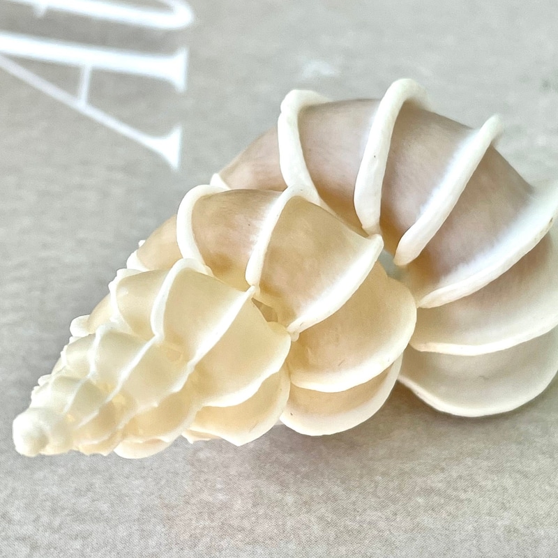 Conch Shell Art - Etsy
