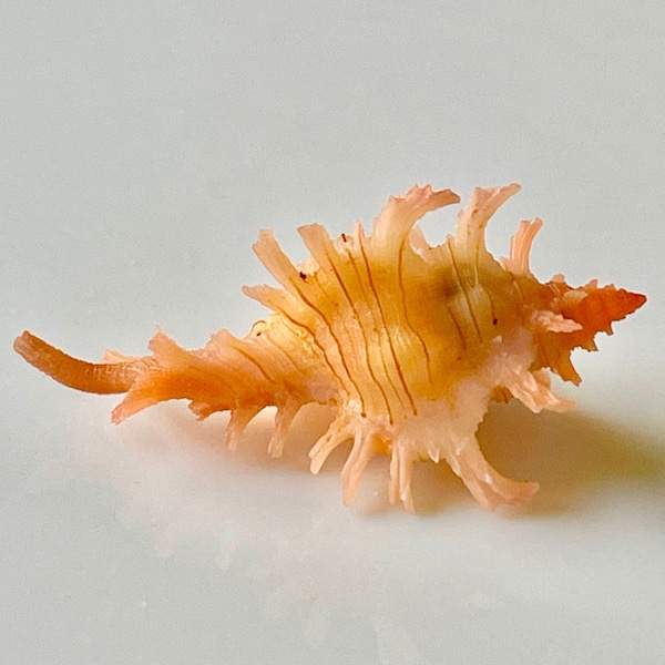 Murex Shell - Etsy