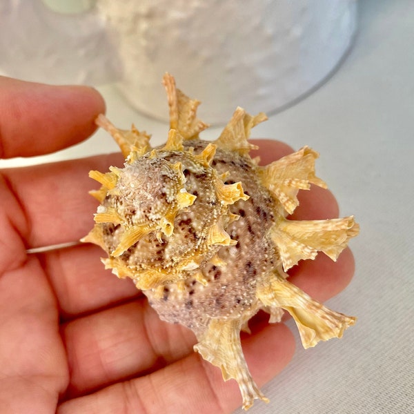 Rare Sea Shells - Etsy