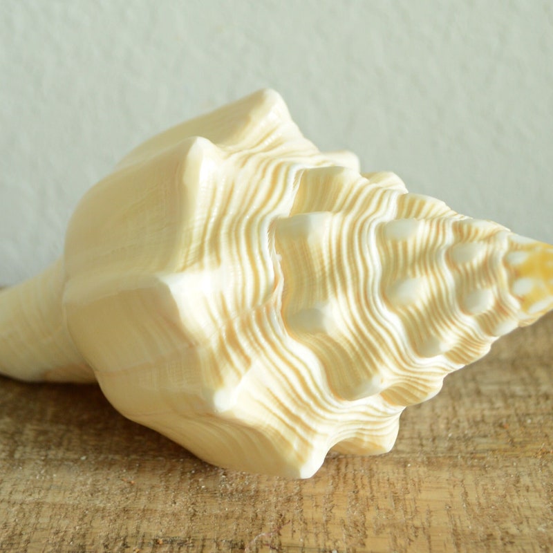 SanibelCoralandShell - Etsy