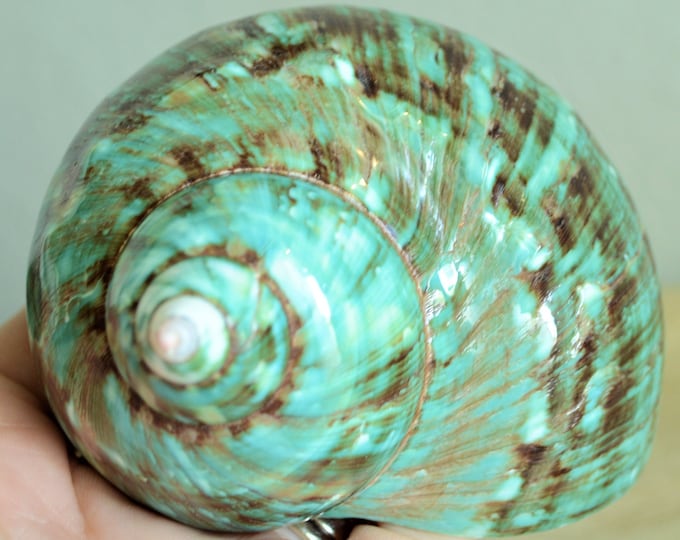 X-large Polished Jade Turbo Shell - 4-4.5” - Green Turbo Seashell ...