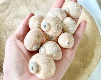 Red Abalone Seashells 1-2 Shells Haliotis Vulcanicus Crafts Coastal ...