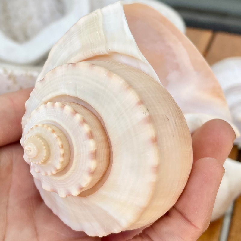 SanibelCoralandShell - Etsy