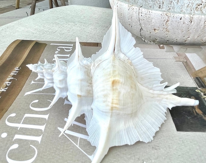 110.6 Beautiful Siratus Alabaster ALABASTER MUREX Seashell Shell JB - Etsy