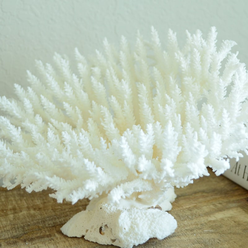 SanibelCoralandShell - Etsy