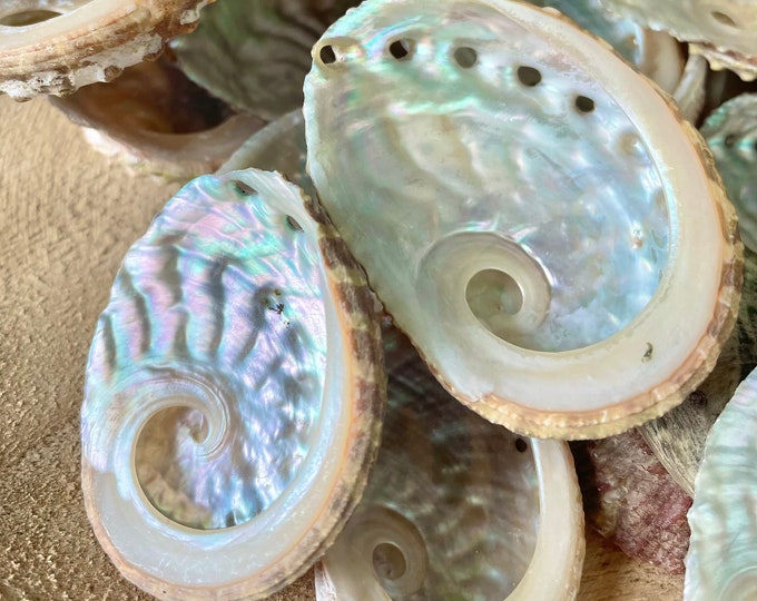 Red Abalone Seashells 1-2" Shells Haliotis Vulcanicus Crafts Coastal Beach Décor Silver Red ...