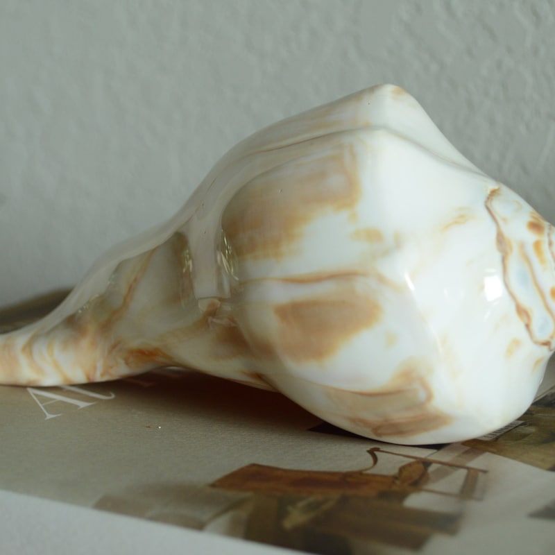 SanibelCoralandShell - Etsy