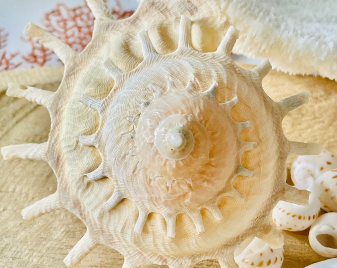 Starburst Carrier Shell stellaria Solaris for Coastal Home Decor ...