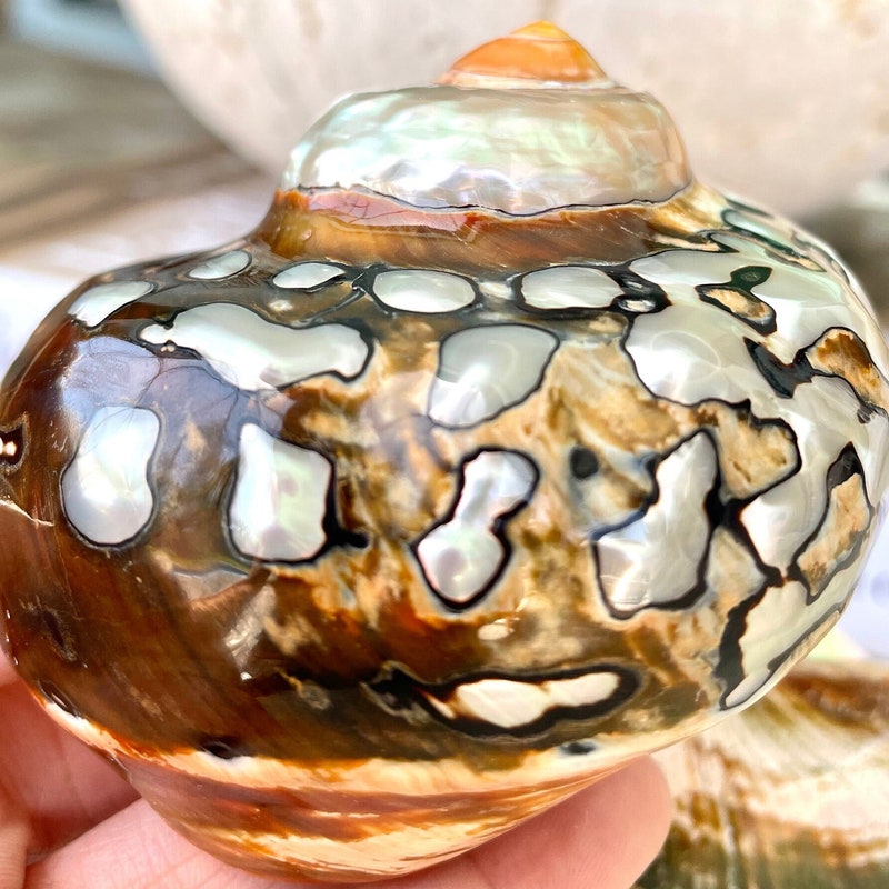 SanibelCoralandShell - Etsy