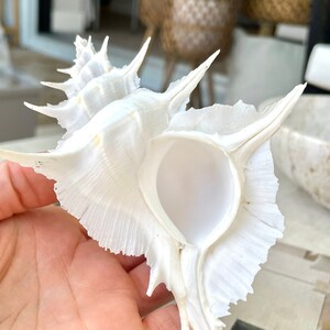 Alabaster Murex Shell 5-6" Natural Specimen Display Coastal Décor White ...