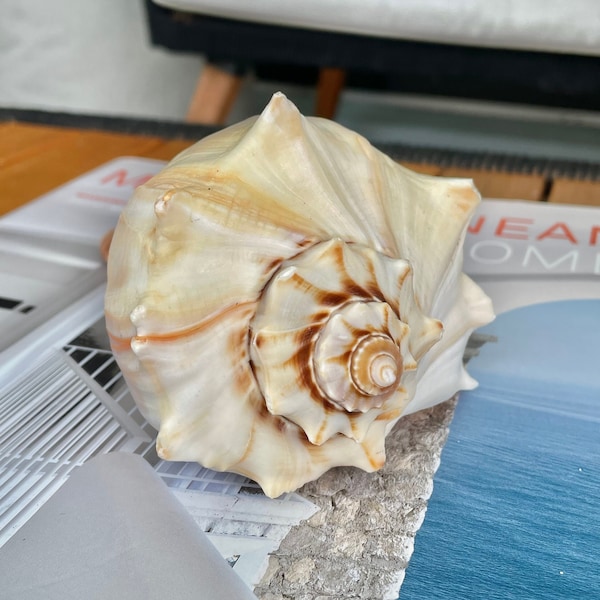 Sea Shell Display - Etsy