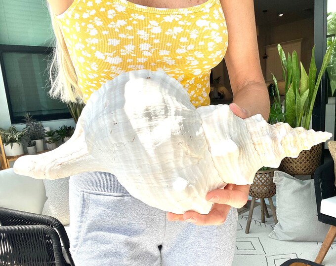 HUGE 14" Florida Horse Conch Seashell 100% Real Beach Planter Nautical ...
