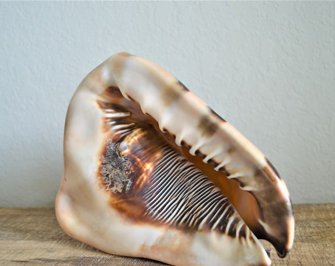 Huge Beautiful Shell, Seashell Large Size From Collection Rare and ...