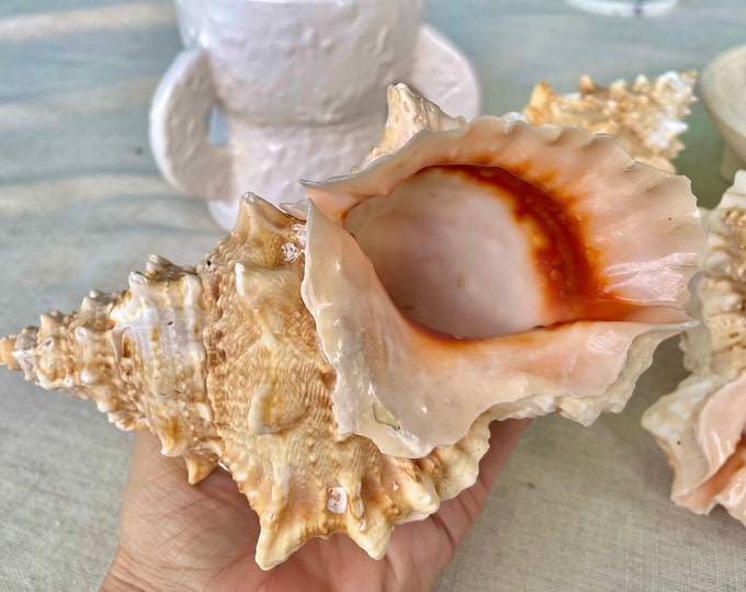 Conch Shell Pale Pink Colours - Etsy