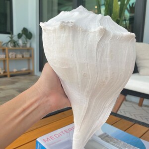 HUGE Vintage White Lightning Whelk Conch Seashell X-large 10-12" Shell ...