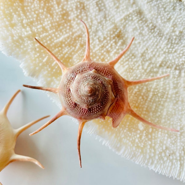 Sea Shell Decor - Etsy