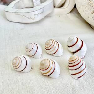 White Brown Striped Land Snail Seashells Small 1.5" Beach Wedding ...