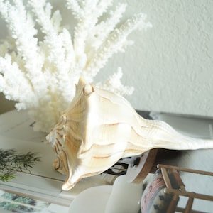 Lightning Whelk Conch Shell 3-13" Seashell -you Choose Size- Sea Shell ...
