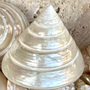 100% Authentic Seashell Shiny Polished Pearlized Pyramid Trochus Top ...