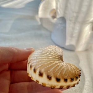 BROWN PAPER NAUTILUS Shell 2.5-3" Large Display Seashell Beach Nautical ...