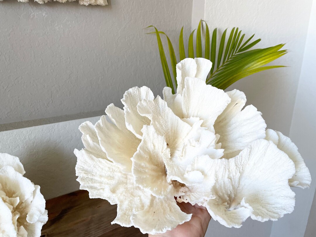 Genuine Sea POCA CORAL All Sizes 100% Real Ocean Reef Aquarium Coastal ...