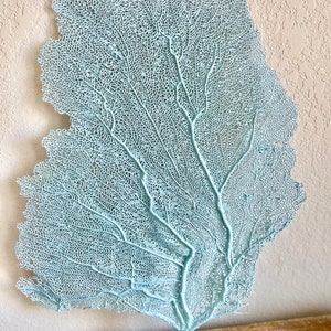 8-18 Light Blue REAL Sea Fans Starfish & Urchins Ocean Reef Natural ...