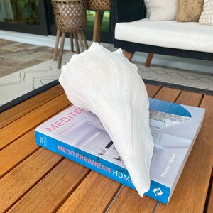 HUGE Vintage White Lightning Whelk Conch Seashell X-large 10-12 Shell ...