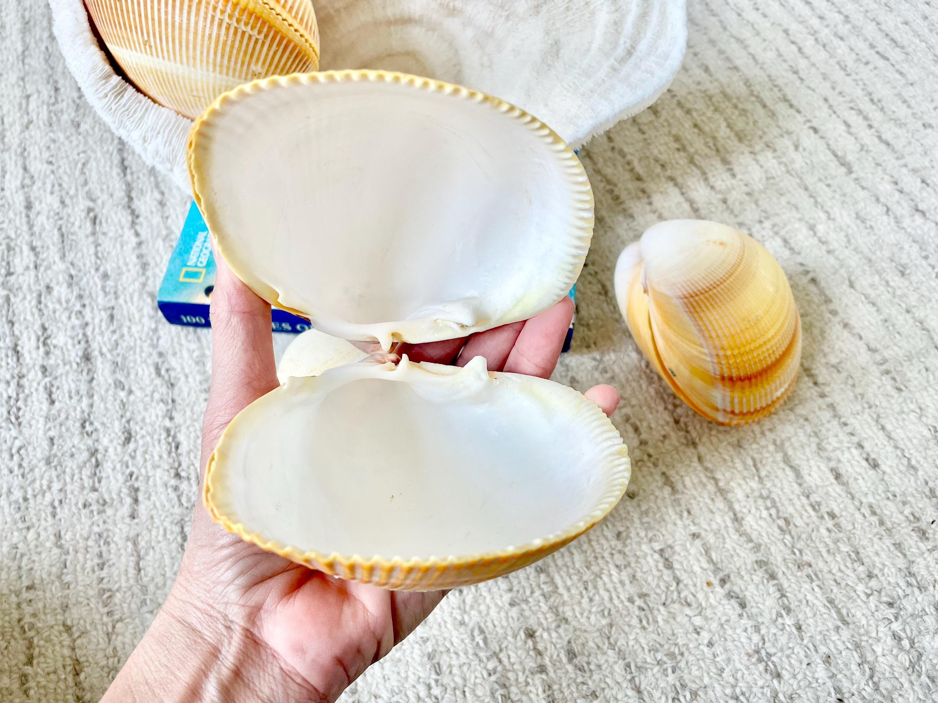 Giant Yellow Cockle Shell Pair: 4-5" Heart-shaped Craft Seashell - Etsy