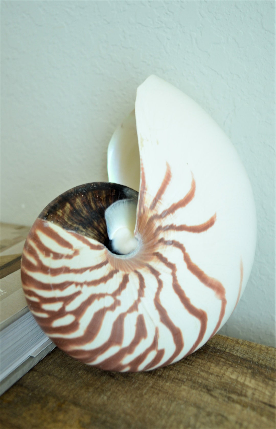 4-8" You Pick Size Chambered Nautilus Tiger Stripes Seashell Beach ...