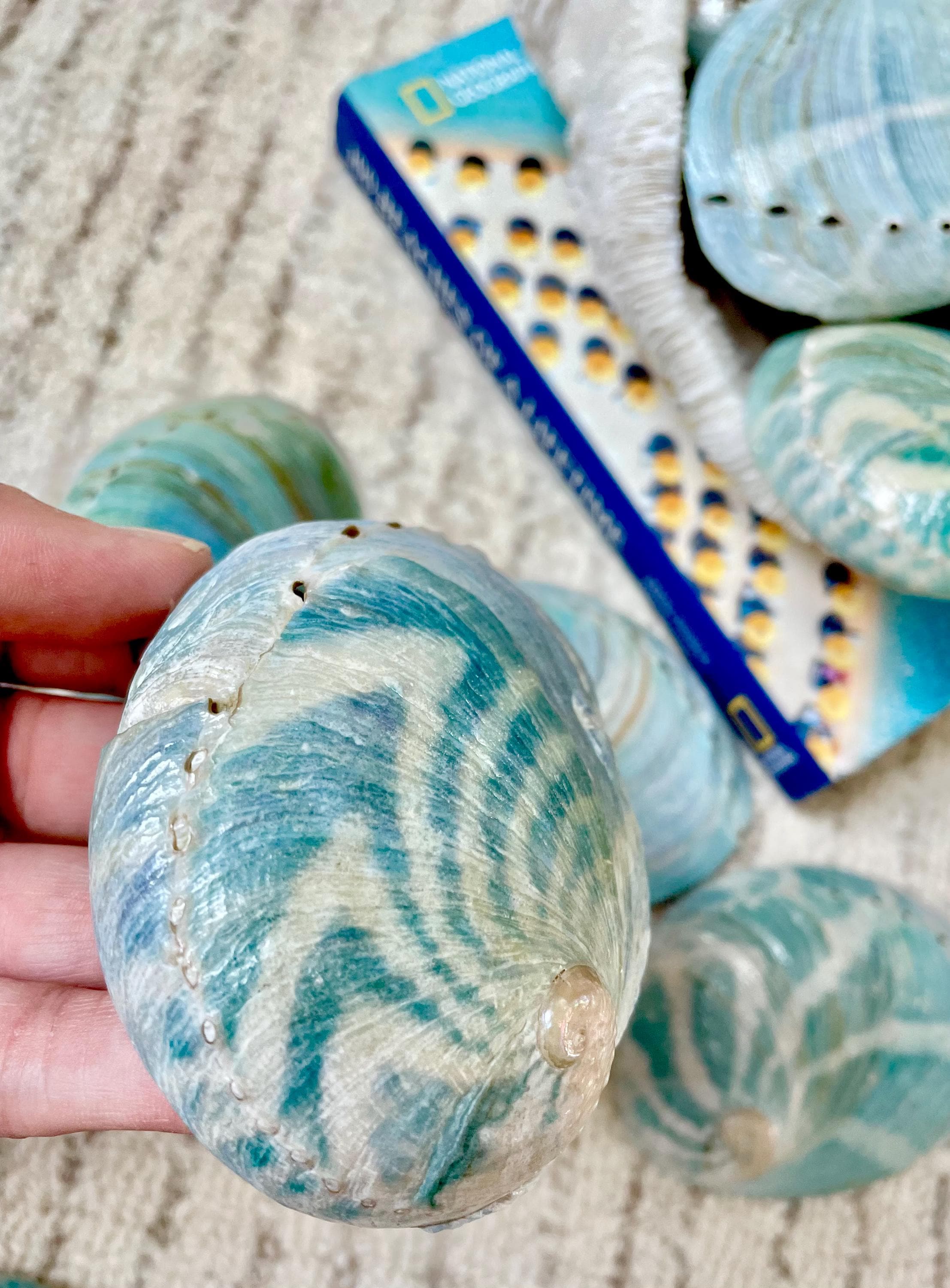 BLUE GREEN POLISHED Glossy Abalone Shells *4-4.5"* Silver Seashell ...