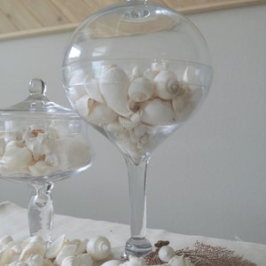 Mixed White Seashells Beach Wedding Decor Sea Shells Assorted Display ...