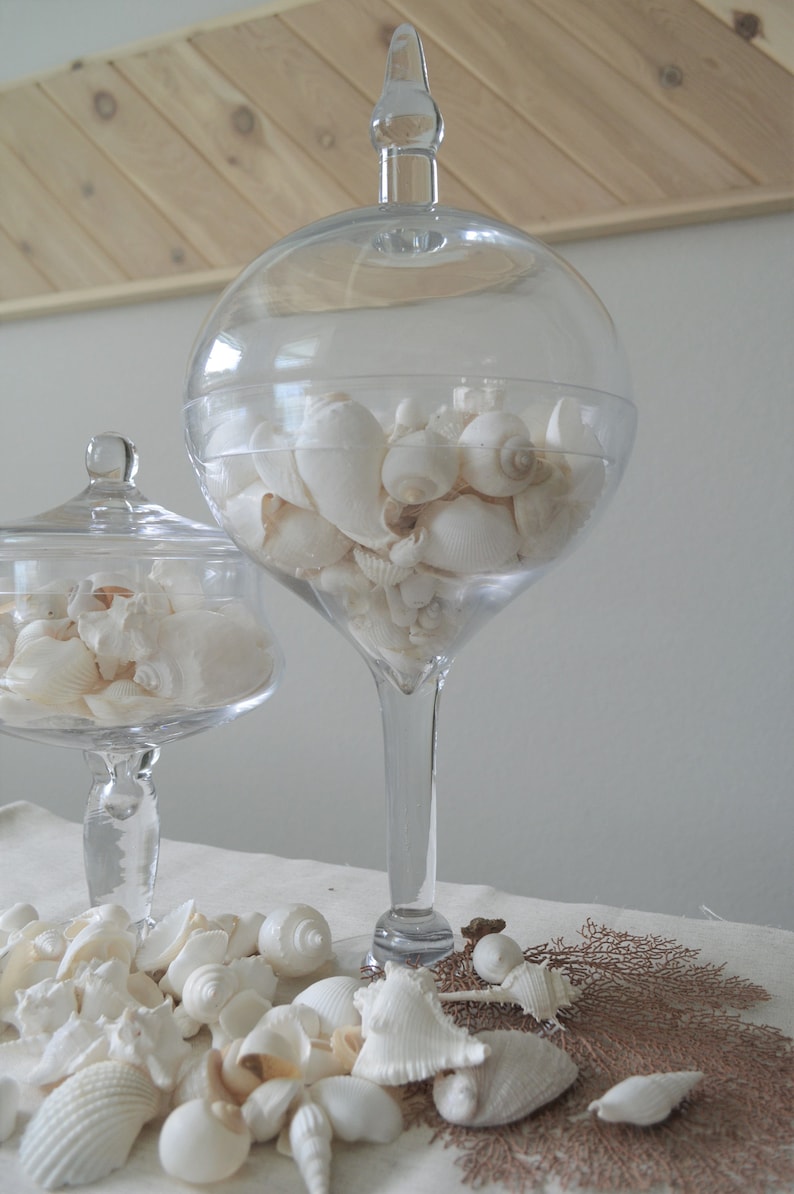 Mixed White Seashells Beach Wedding Decor Sea Shells Assorted - Etsy