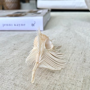 100% Real Large 1-6" You Pick Size Spikey Murex Pectin Venus Comb ...