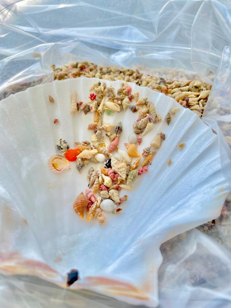 SUPER MICRO Shells *pack of 25* Deep Ocean Seashells 5-10mm, Less Then ...