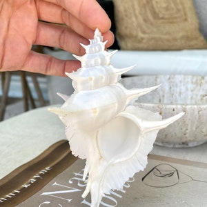 Alabaster Murex Shell 5-6" Natural Specimen Display Coastal Décor White ...