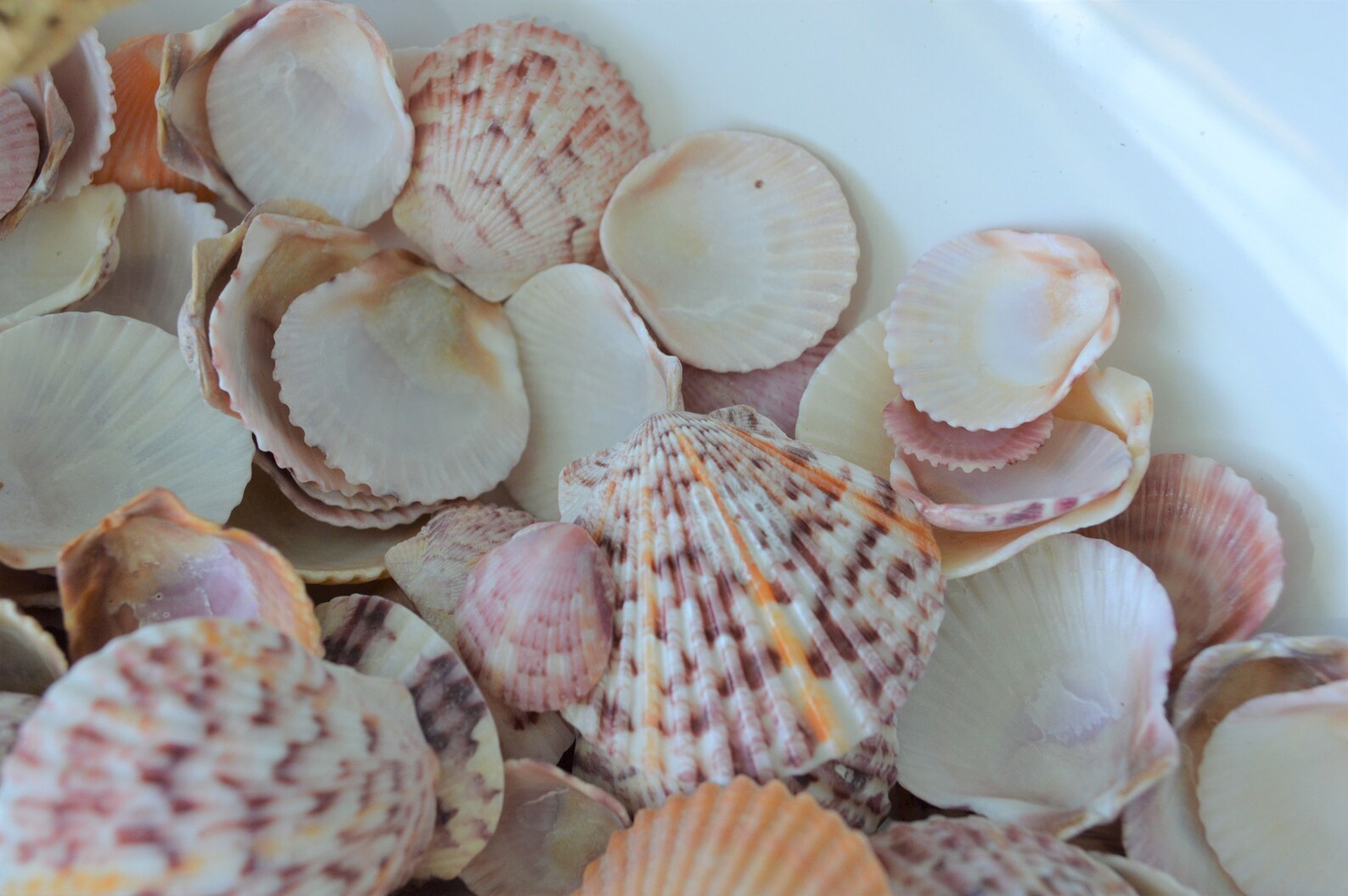 50-100pc. Colorful Calico Scallop Seashells Wedding Beach - Etsy