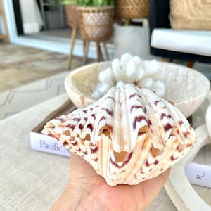 BEAR CLAW CLAM Shells 4-5" Paired Seashell Natural White Display ...