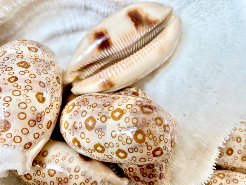 Eyed Cowrie Shell, 3-3.5" Beige Brown Glossy Seashell, Coastal Decor - Etsy