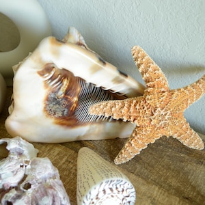 Natural Sugar Starfish: 1-13” *you Choose Size* Coastal Décor, Beach ...