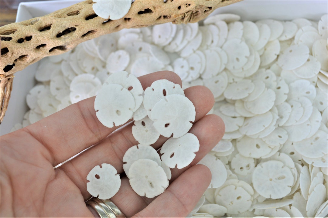 50-100 Pc. REAL Sand Dollars 1/4 1 Handpicked Not Broken Dried Clean ...