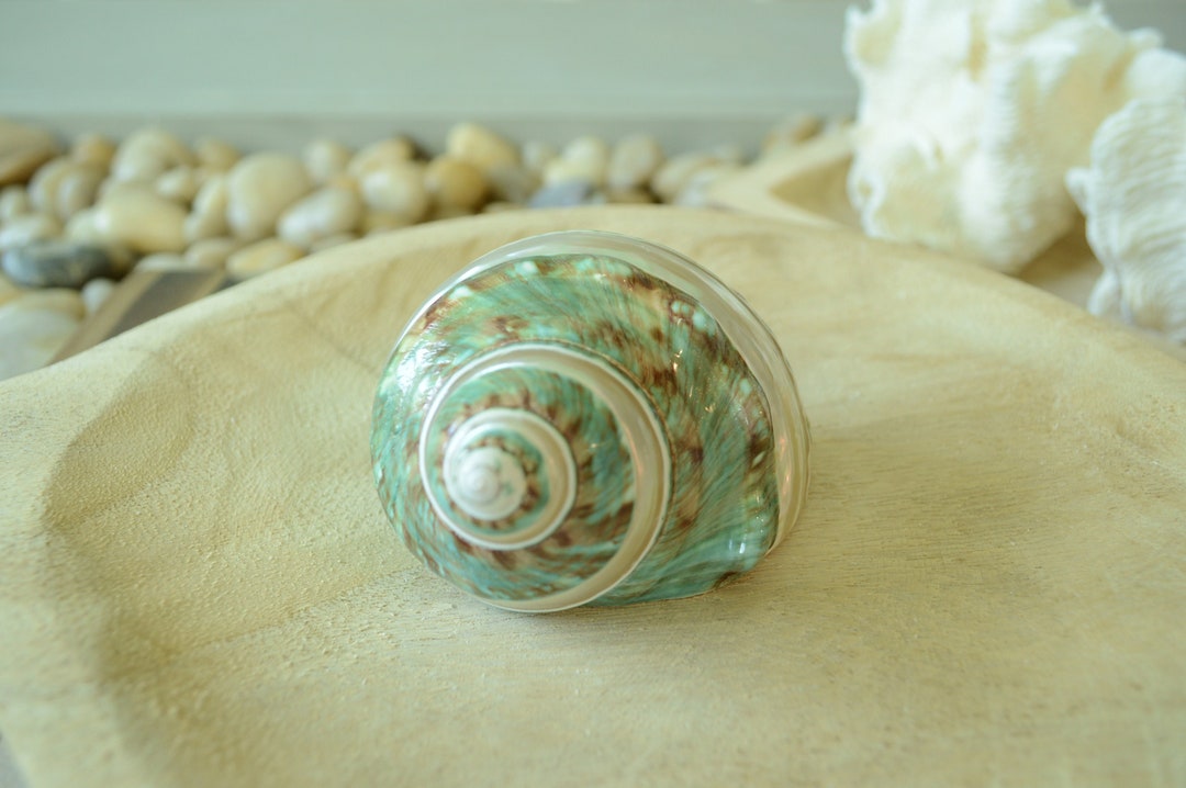 XL Jade Green Banded Turbo Shells 3-4" Polished Seashell Air Plant ...