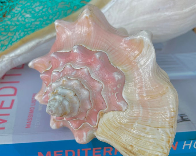 100% Natural Florida Keys RARE Pink Milk Conch 5-6" Planter Beach ...