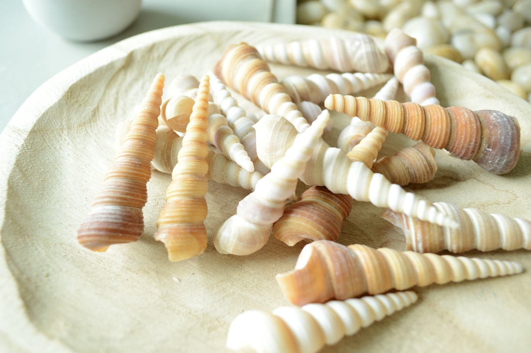 Hand Picked 3-4" Assorted Color Unicorn Horn Turitella Shells Seashells ...