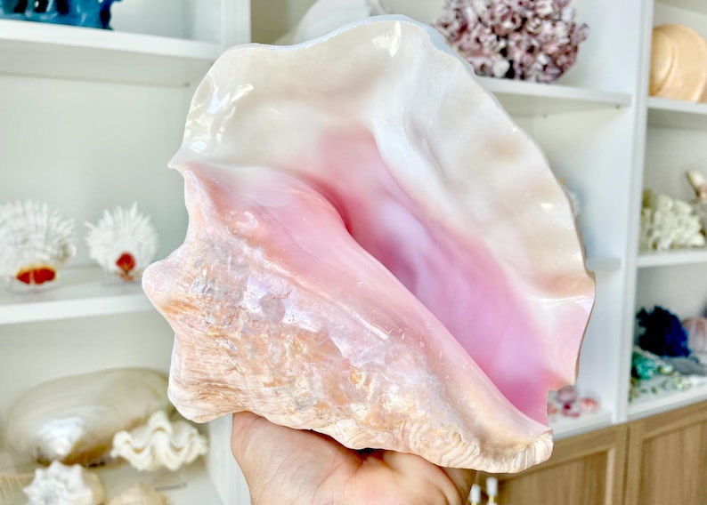 Bahama Pink Queen Conch Horn Shell 6-9", Upcycled Coastal Décor - Etsy