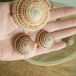 Sundial Seashells .5-2” You Pick Size Sea Shells Beach Wedding Décor ...