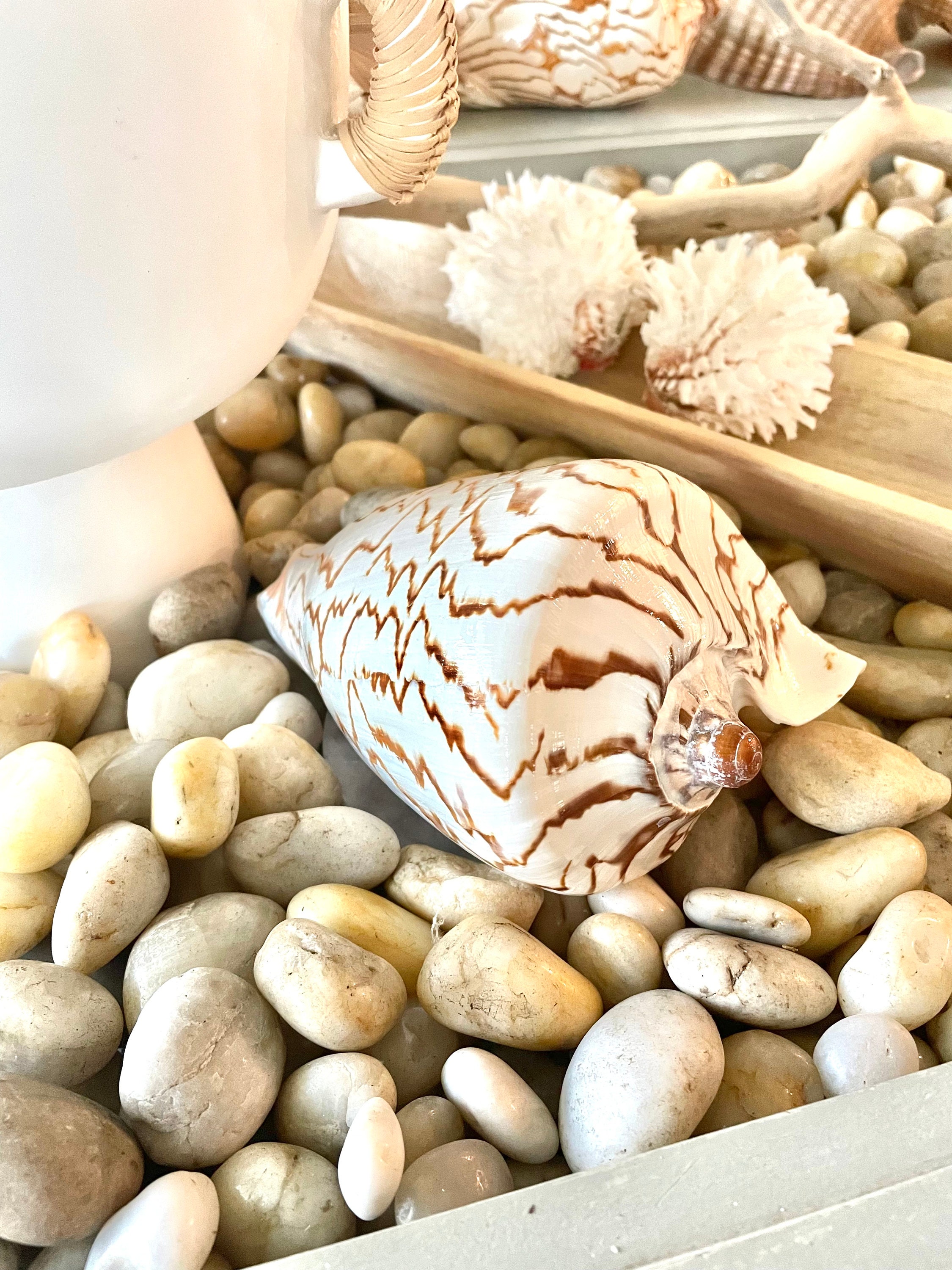 STRIPED NOBLE VOLUTE Shell *all Sizes* Natural Polished Beige Brown ...