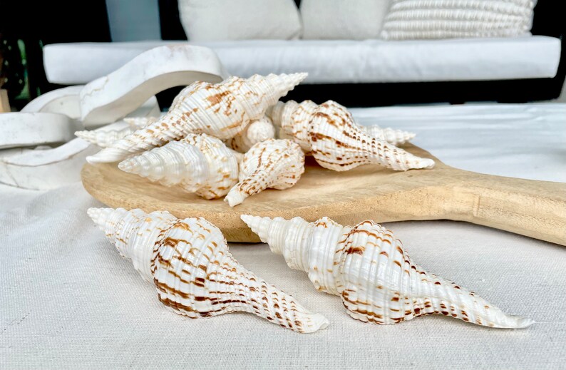 Spindle Conch Shells, Set of 3 *all Sizes* Brown White Coastal Home ...