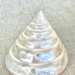 100% Authentic Seashell Shiny Polished Pearlized Pyramid Trochus Top ...