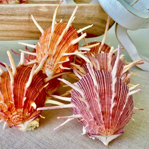 SPINY REGAL OYSTER Pairs: You Pick Size & Color, Pink Orange Display ...