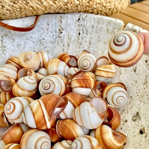 Brown White Tree Land Snails Seashells Small 1.25" Beach Wedding ...